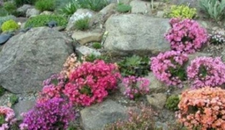 Skalka - jak ji zakládat - Chovatelka.cz