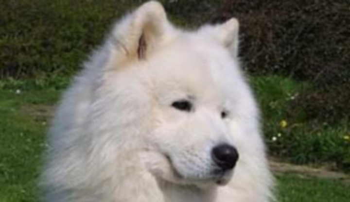 Samojed: Historie, péče a výchova tohoto plemene - Chovatelka.cz