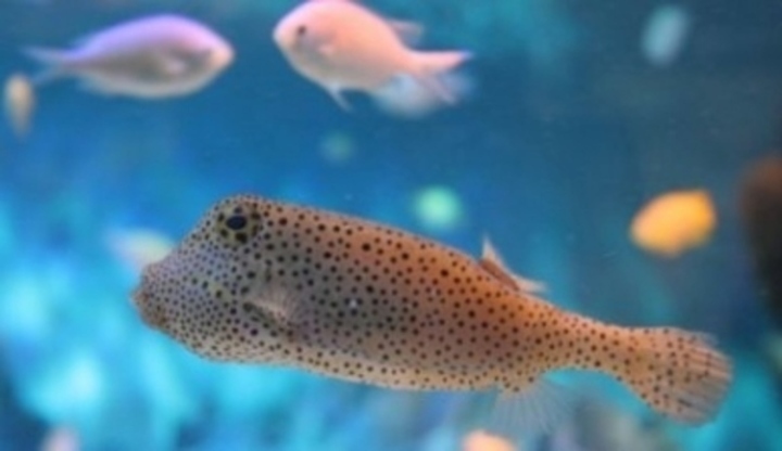 Akvarijní ryby pro začátečníky: Tipy a doporučení - Chovatelka.cz