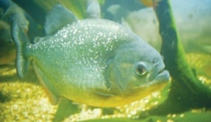 Piraně: Nebezpečné dravce Amazonské řeky a domácí chov - Chovatelka.cz