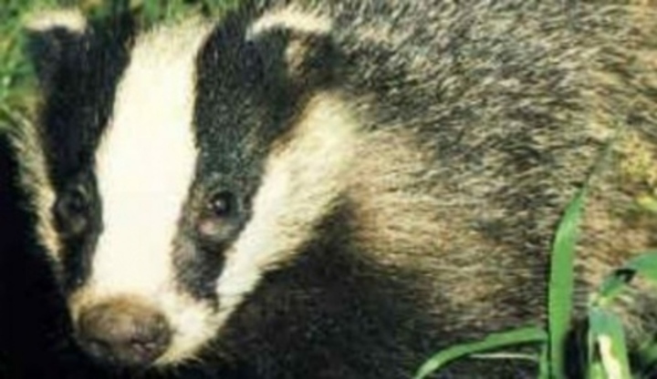 Jezevec lesní: Fascinující noční živočich Evropy - Chovatelka.cz