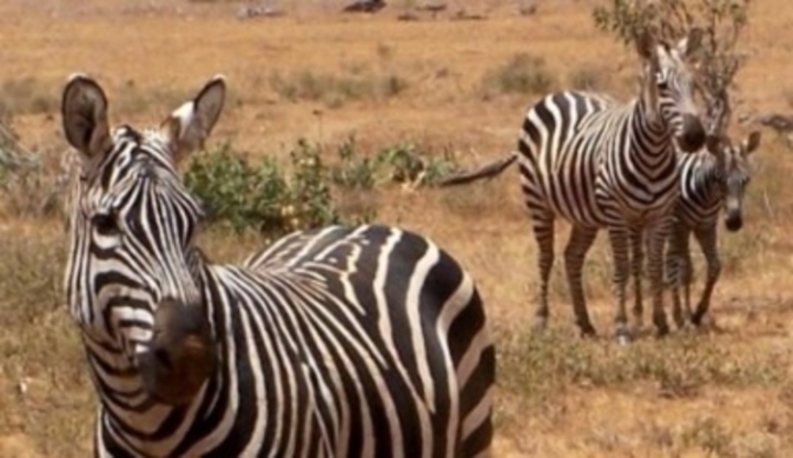 Zebra: Fascinující fakta o pruhovaném zázraku - Chovatelka.cz